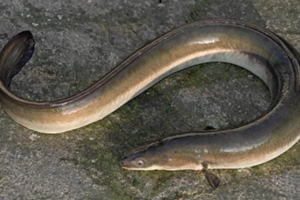 American Eel | Animals Wiki | Fandom