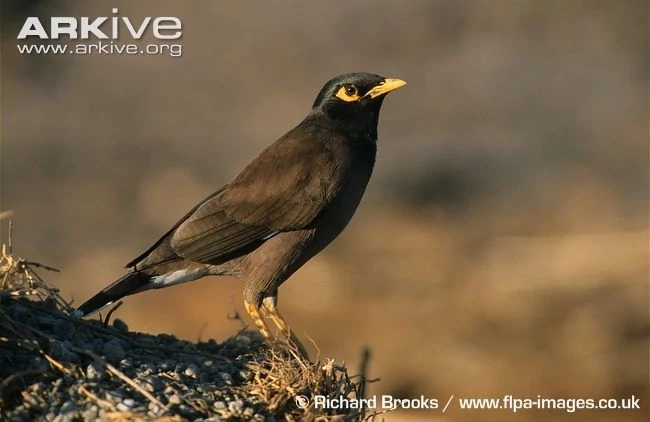 Common Myna | Animals Wiki | Fandom