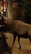 Gemsbok | Animals Wiki | Fandom