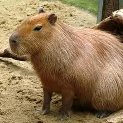 capybara category
