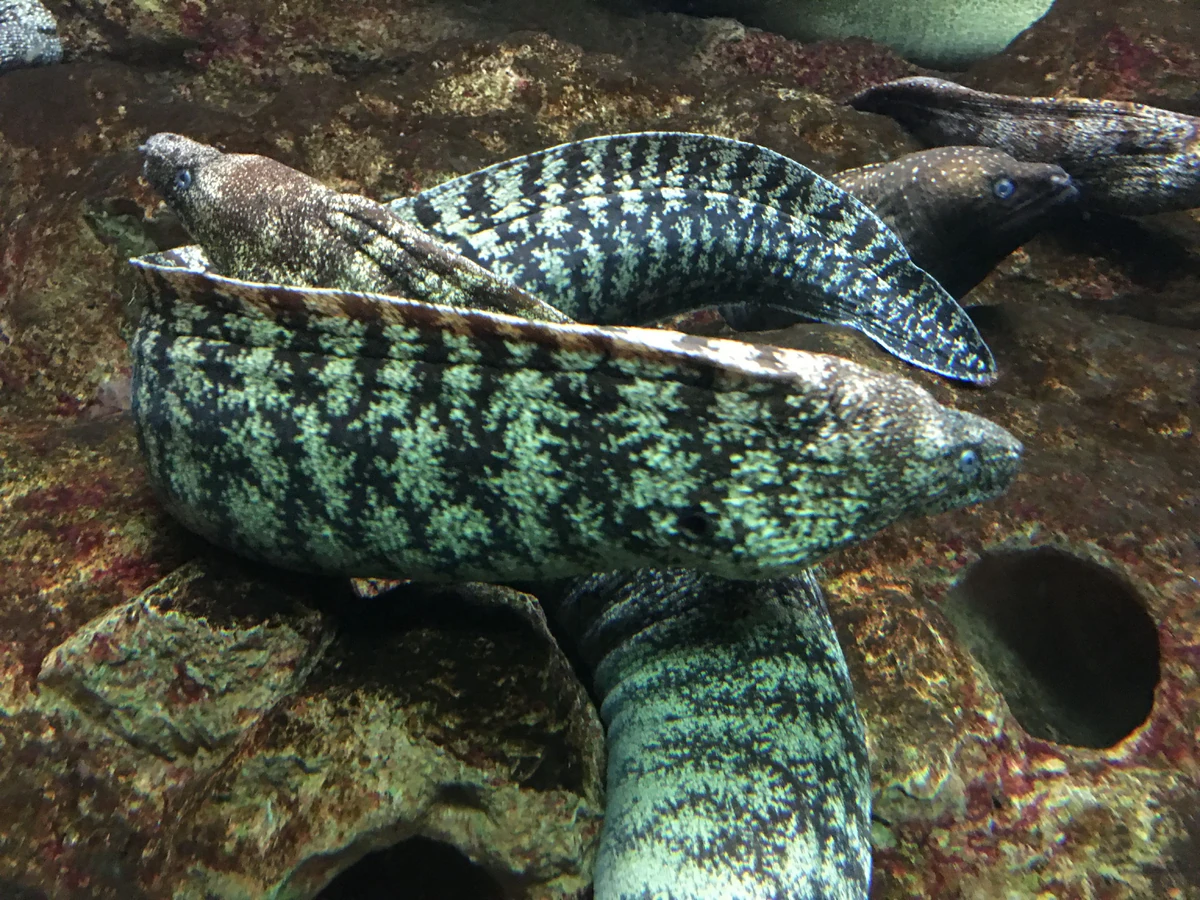 Kidako Moray | Animals Wiki | Fandom
