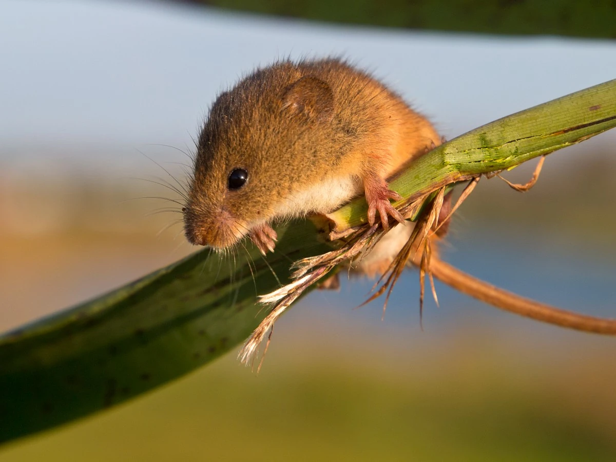 Eurasian Harvest Mouse | Animals Wiki | Fandom