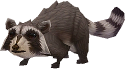 Giant Raccoon | Animals Wiki | Fandom