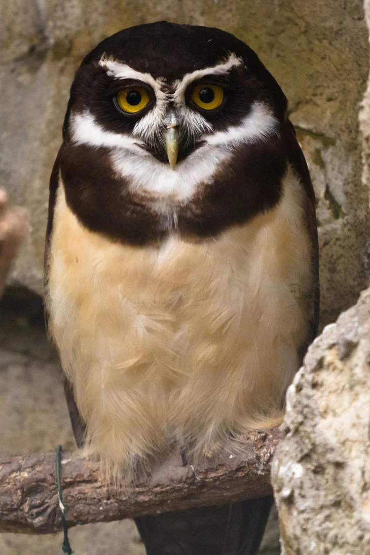 Spectacled Owl | Animals Wiki | Fandom