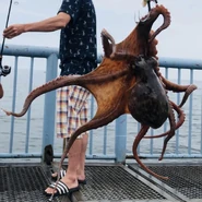 East Asian Common Octopus | Animals Wiki | Fandom