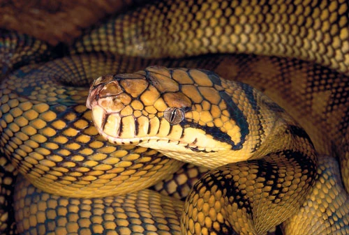 Amerthystine Python | Animals Wiki | Fandom