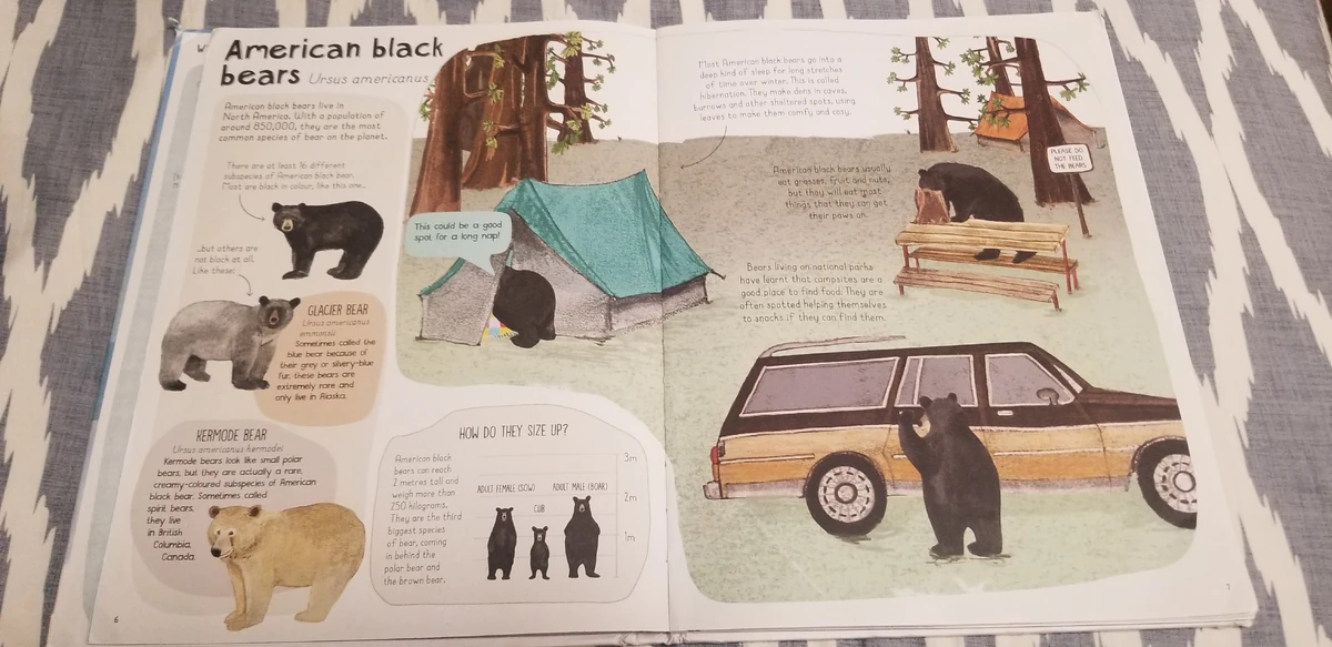 List of Species in A Book of Bears | Animals Wiki | Fandom