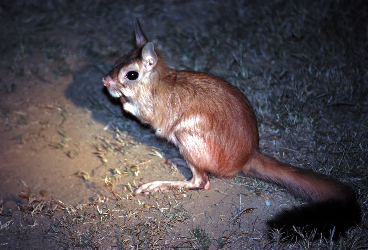 East African Springhare | Animals Wiki | Fandom