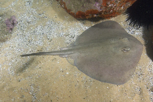 Common Stingaree | Animals Wiki | Fandom