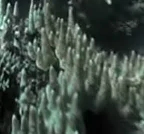 Red Dead Man's Finger | Animals Wiki | Fandom