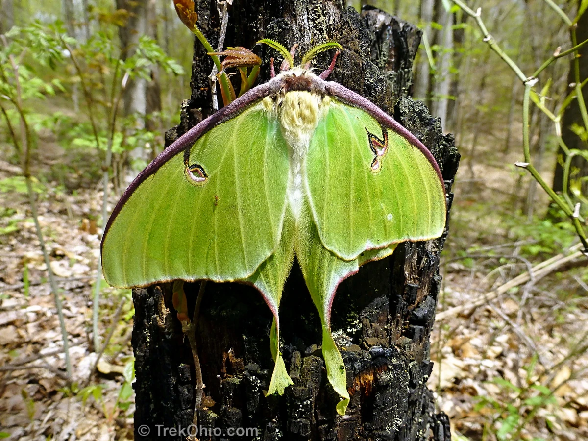 Luna Moth | Animals Wiki | Fandom