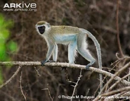 Animal Alphabet (NatureRules1 Version) | Animals Wiki | Fandom