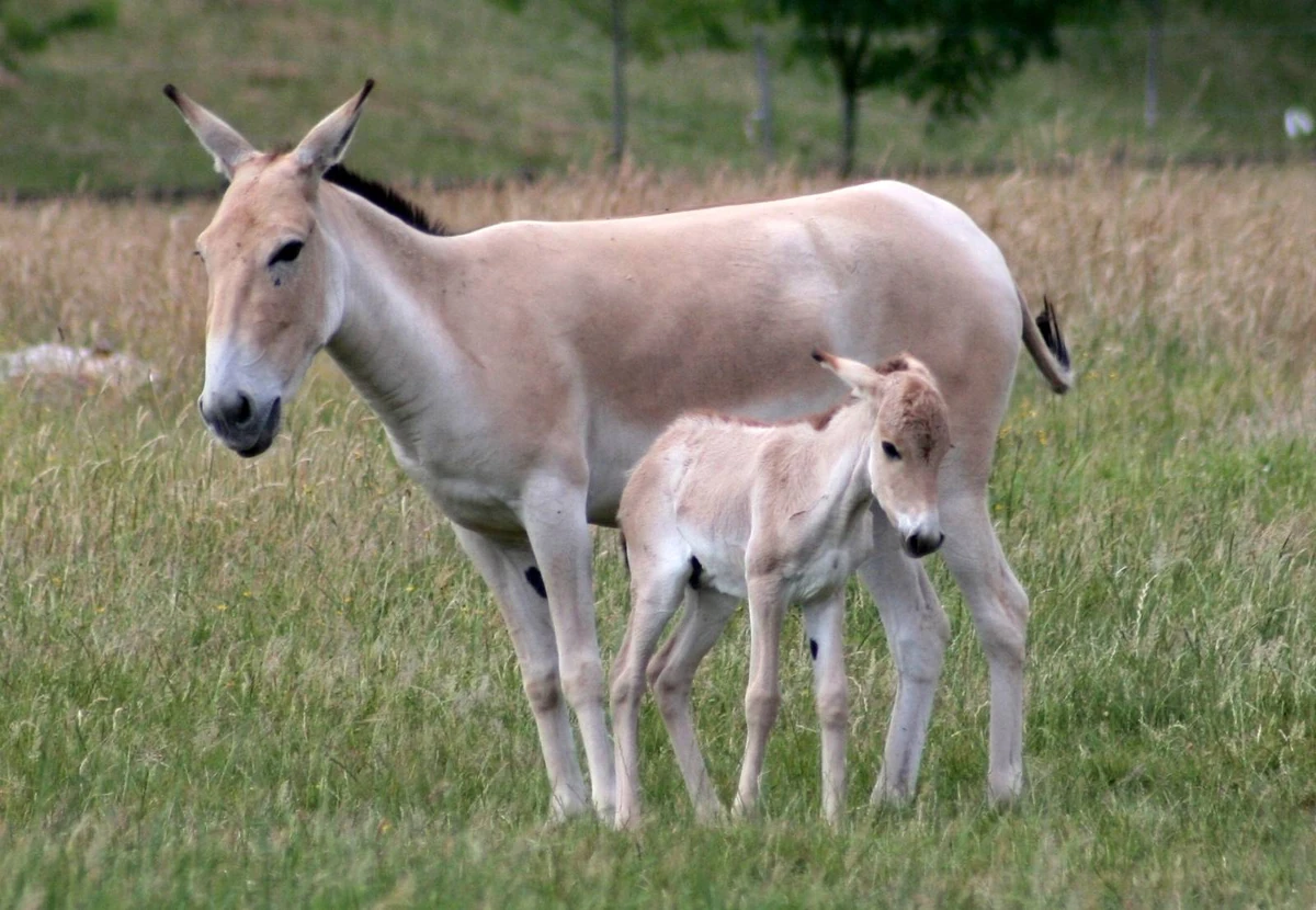 Onager | Animals Wiki | Fandom