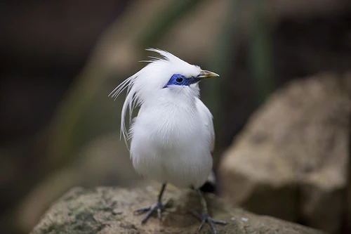 Bali Myna | Animals Wiki | Fandom