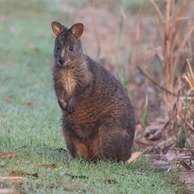 Tasmanian Pademelon | Animals Wiki | Fandom