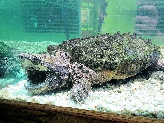 Reptiles and Amphibians Alphabet | Animals Wiki | Fandom