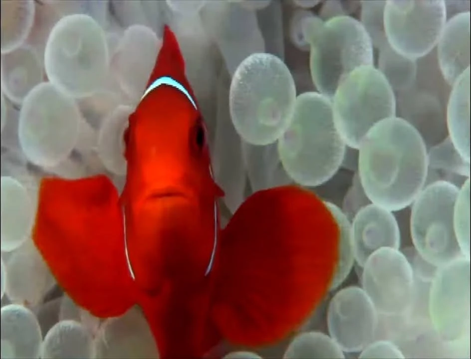 Maroon Clownfish | Animals Wiki | Fandom