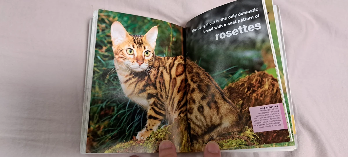 List of Species in Pocket Genius Cats | Animals Wiki | Fandom