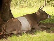 Domestic Ox | Animals Wiki | Fandom