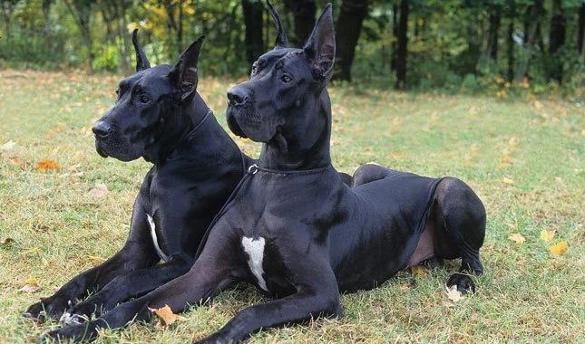 Great Dane | Animals Wiki | Fandom