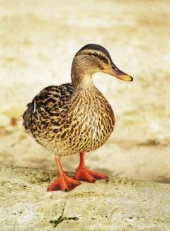Mallard | Animals Wiki | Fandom