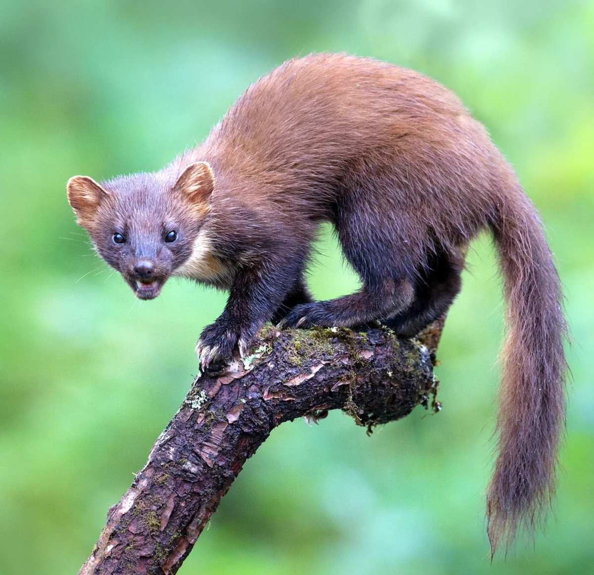 European Pine Marten | Animals Wiki | Fandom