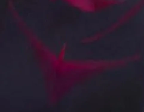 Anchiornis | Animals Wiki | Fandom