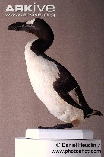 Great Auk | Animals Wiki | Fandom