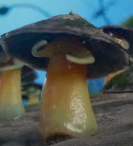 Cat Cone | Animals Wiki | Fandom