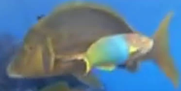 Trumpet Emperor | Animals Wiki | Fandom