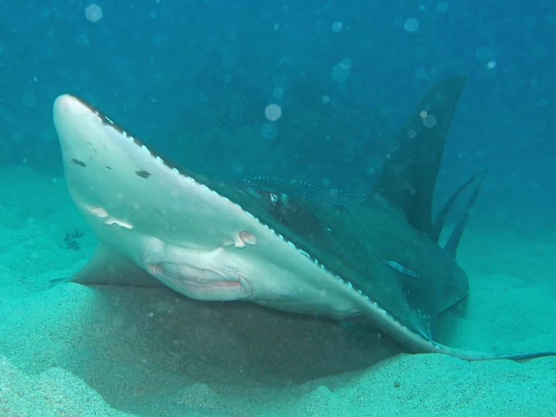 Smoothnose Wedgefish | Animals Wiki | Fandom