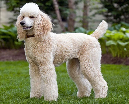 Poodle | Animals Wiki | Fandom