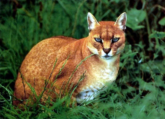 Golden Cat