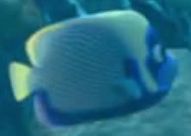 Emperor Angelfish | Animals Wiki | Fandom