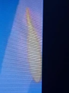 Atlantic Sixgill Shark | Animals Wiki | Fandom