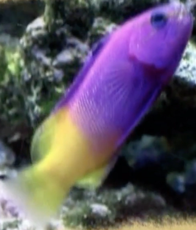 Banded Basslet | Animals Wiki | Fandom