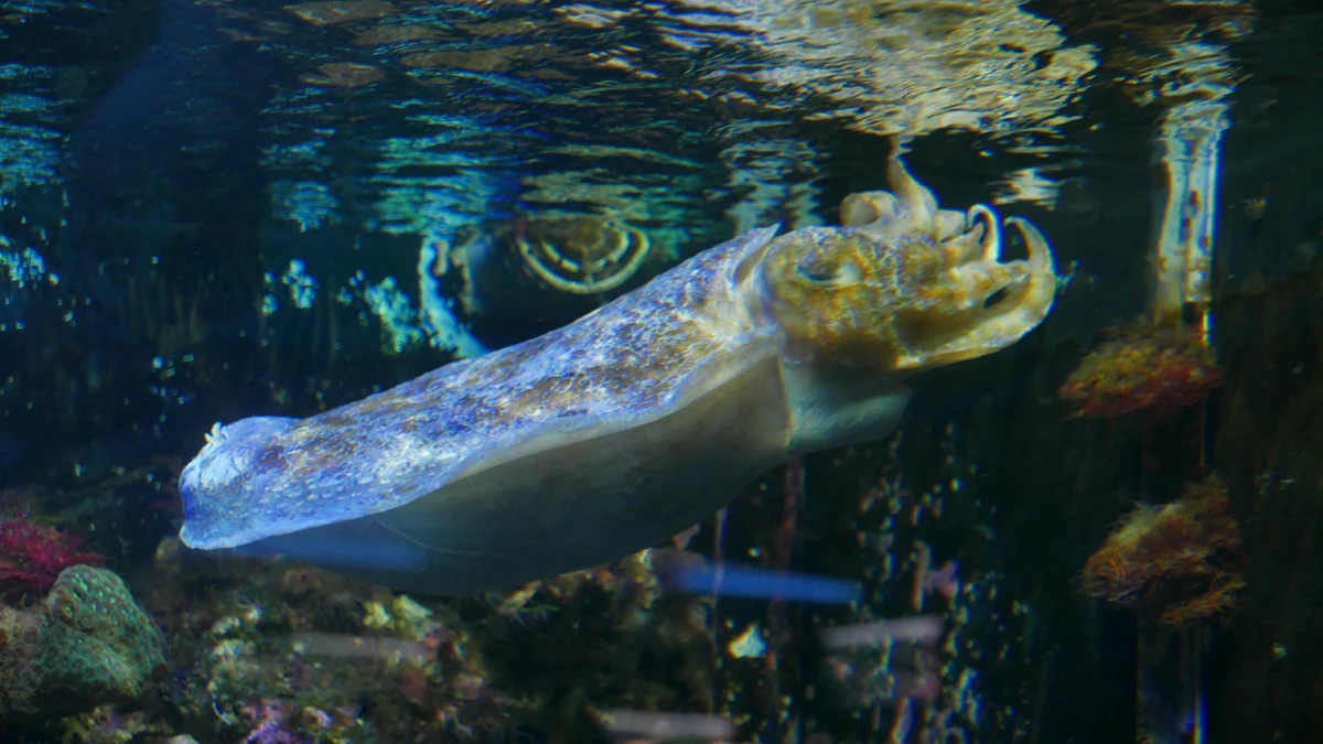 Broadclub Cuttlefish | Animals Wiki | Fandom