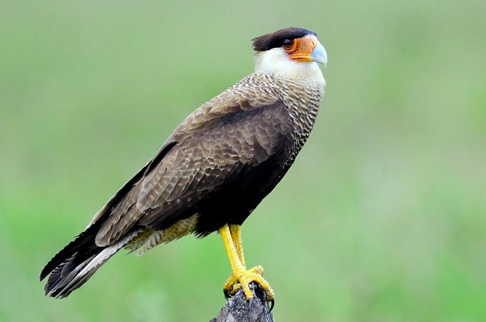 Southern Crested Caracara | Animals Wiki | Fandom