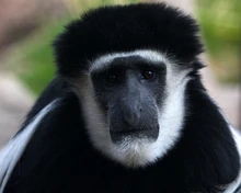 Black-and-White Colobus | Animals Wiki | Fandom