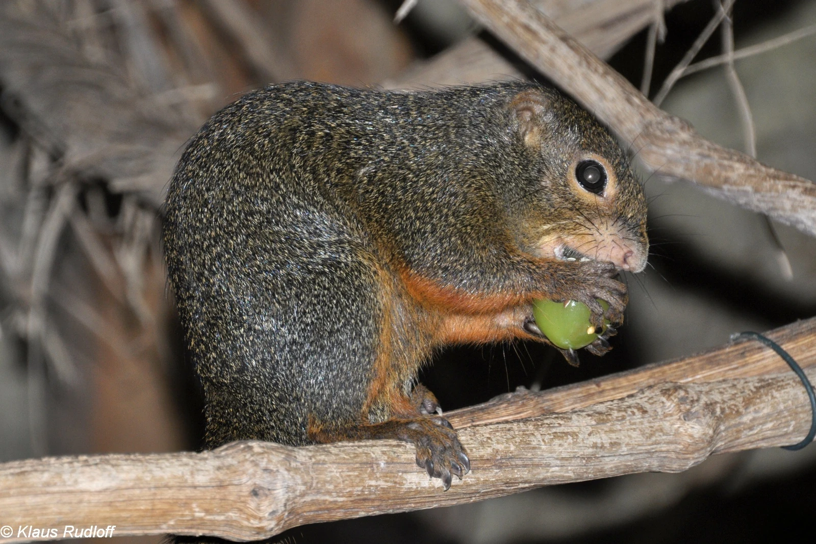 Red-legged Sun Squirrel | Animals Wiki | Fandom