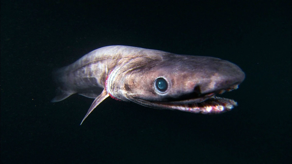 Fantasia (Shark Style) | Animals Wiki | Fandom