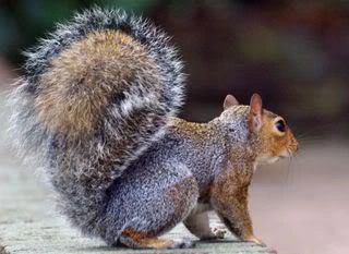 Category:Rodents | Animals Wiki | Fandom