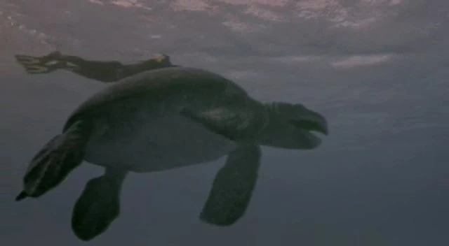 Archelon | Animals Wiki | Fandom