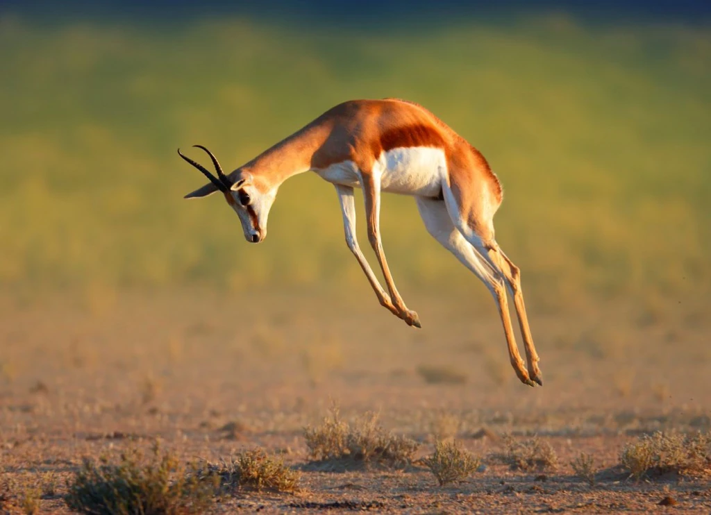 Springbok | Animals Wiki | Fandom