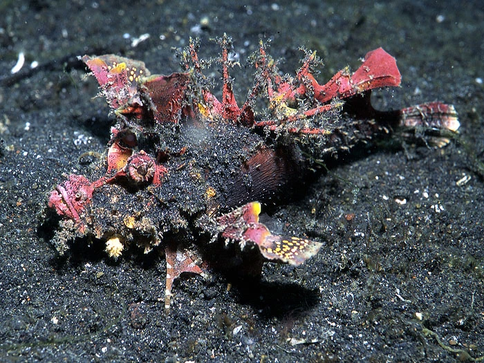 Spotted Ghoul | Animals Wiki | Fandom