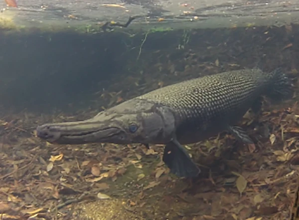Alligator Gar | Animals Wiki | Fandom