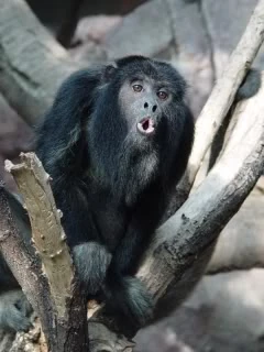 Black Howler | Animals Wiki | Fandom
