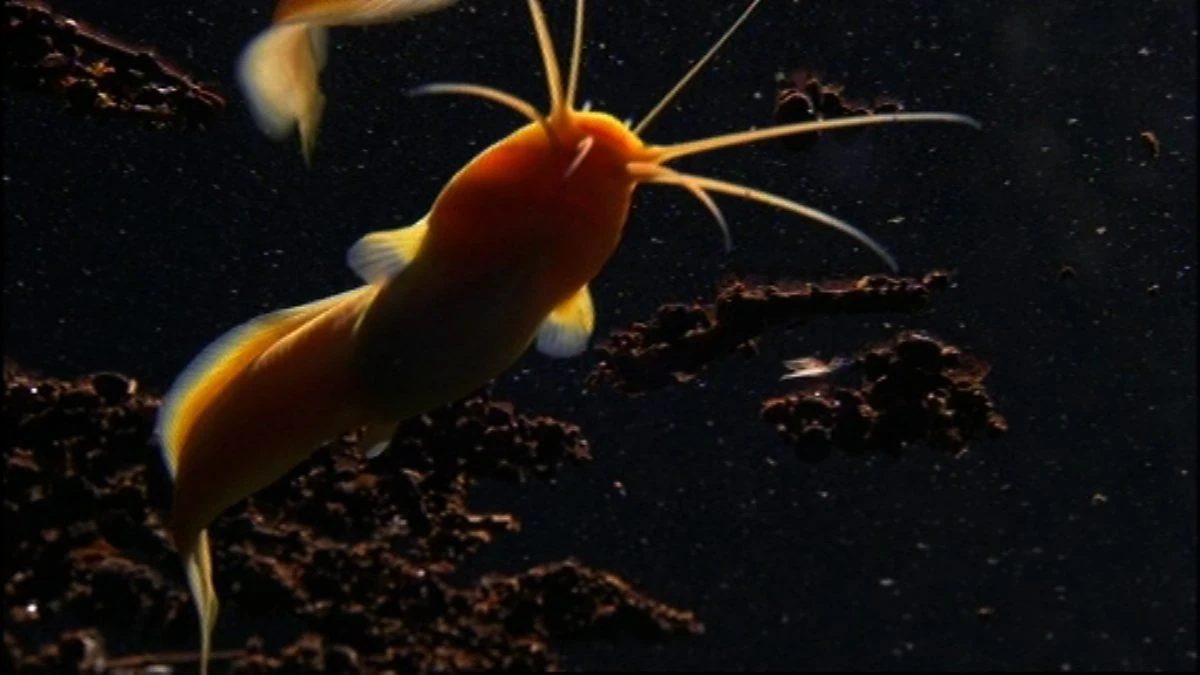 Golden Cave Catfish | Animals Wiki | Fandom