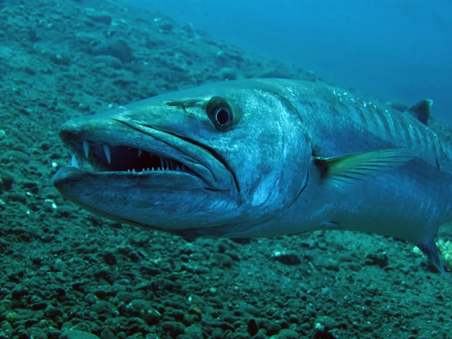 Great Barracuda | Animals Wiki | Fandom