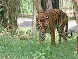 Category:NatureRules1 | Animals Wiki | Fandom